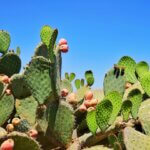Le Nopal : Qu'est-ce que c’est et à quoi sert-il ...